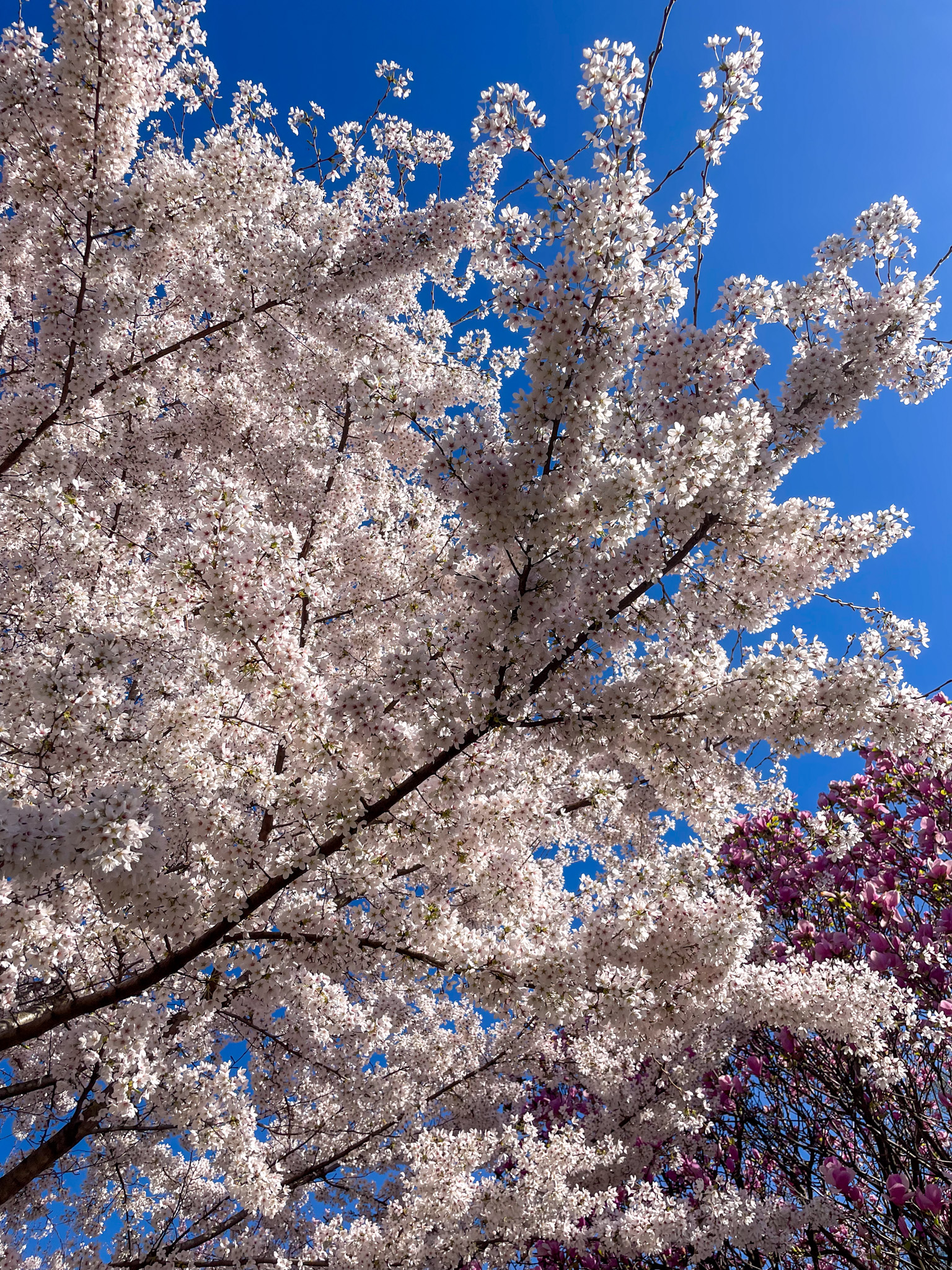 15 Best Things To Do in Samcheongdong (From a Korean!) | Your Local's Guide