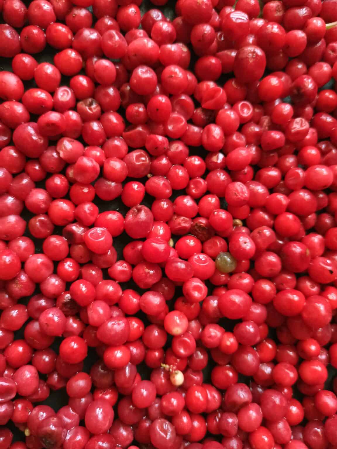 15 Popular South Korean Fruits You Gotta Try (From a Korean!) | Your ...