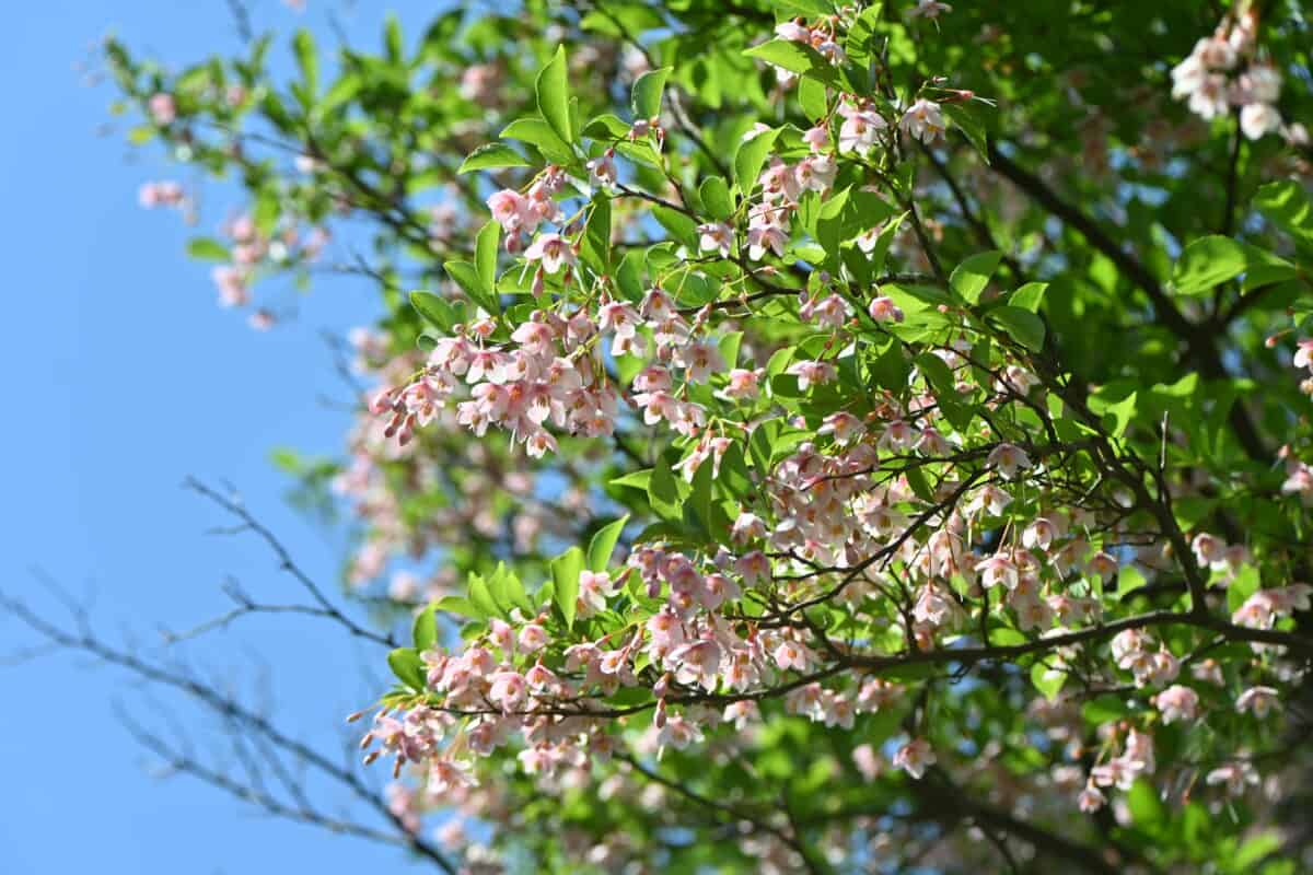 South Korean Trees | 10 Major Species in Korea's Forests | Your Local's ...