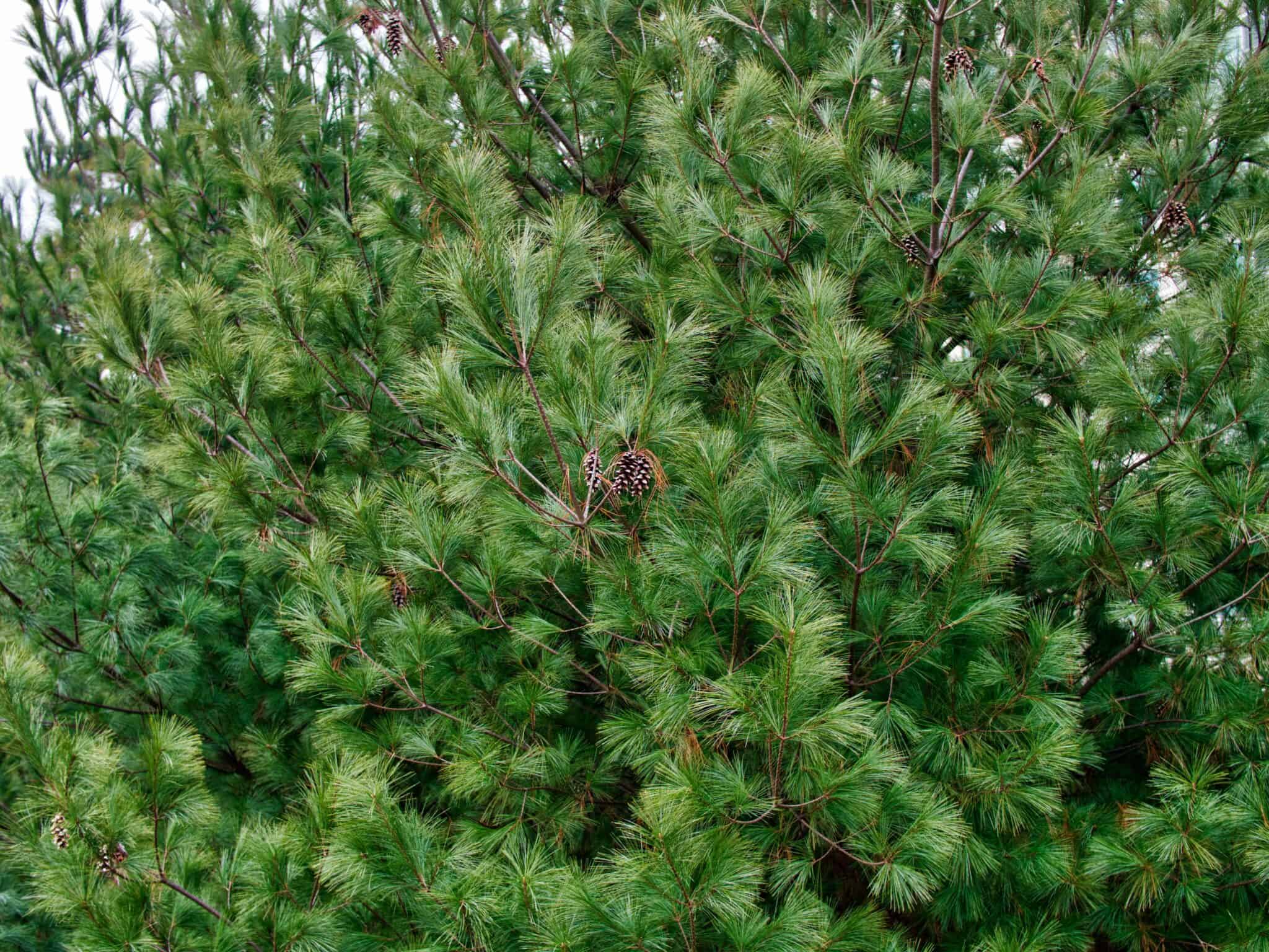 South Korean Trees | 10 Major Species in Korea's Forests | Your Local's ...