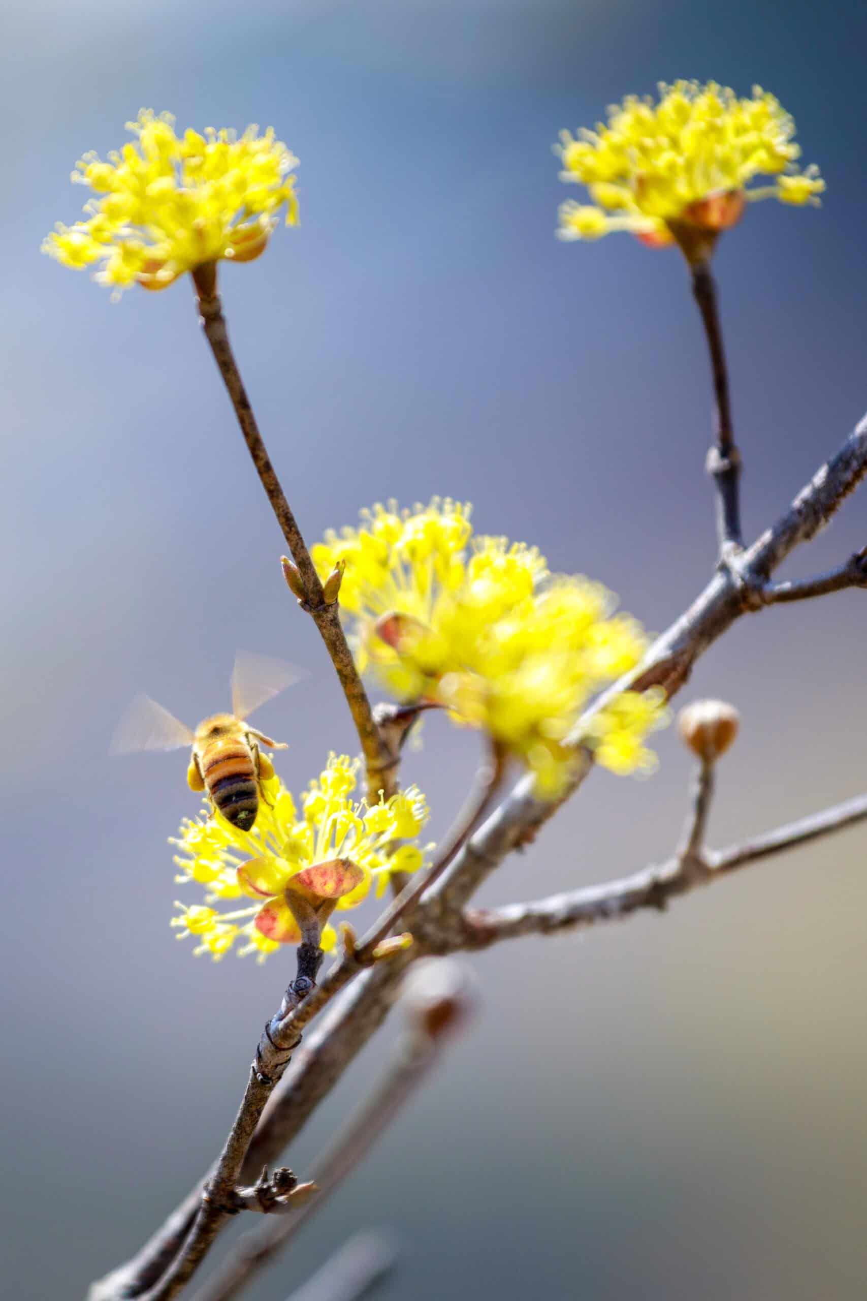 Korea in Spring | Weather, Cherry Blossoms, 10 Festivals | Your Local's ...