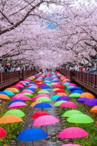 Korea in Spring | Weather, Cherry Blossoms, 10 Festivals | Your Local's ...