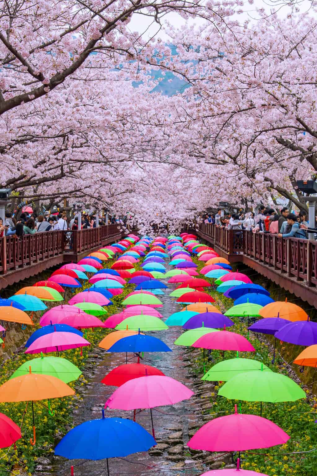 Korea in Spring | Weather, Cherry Blossoms, 10 Festivals | Your Local's ...