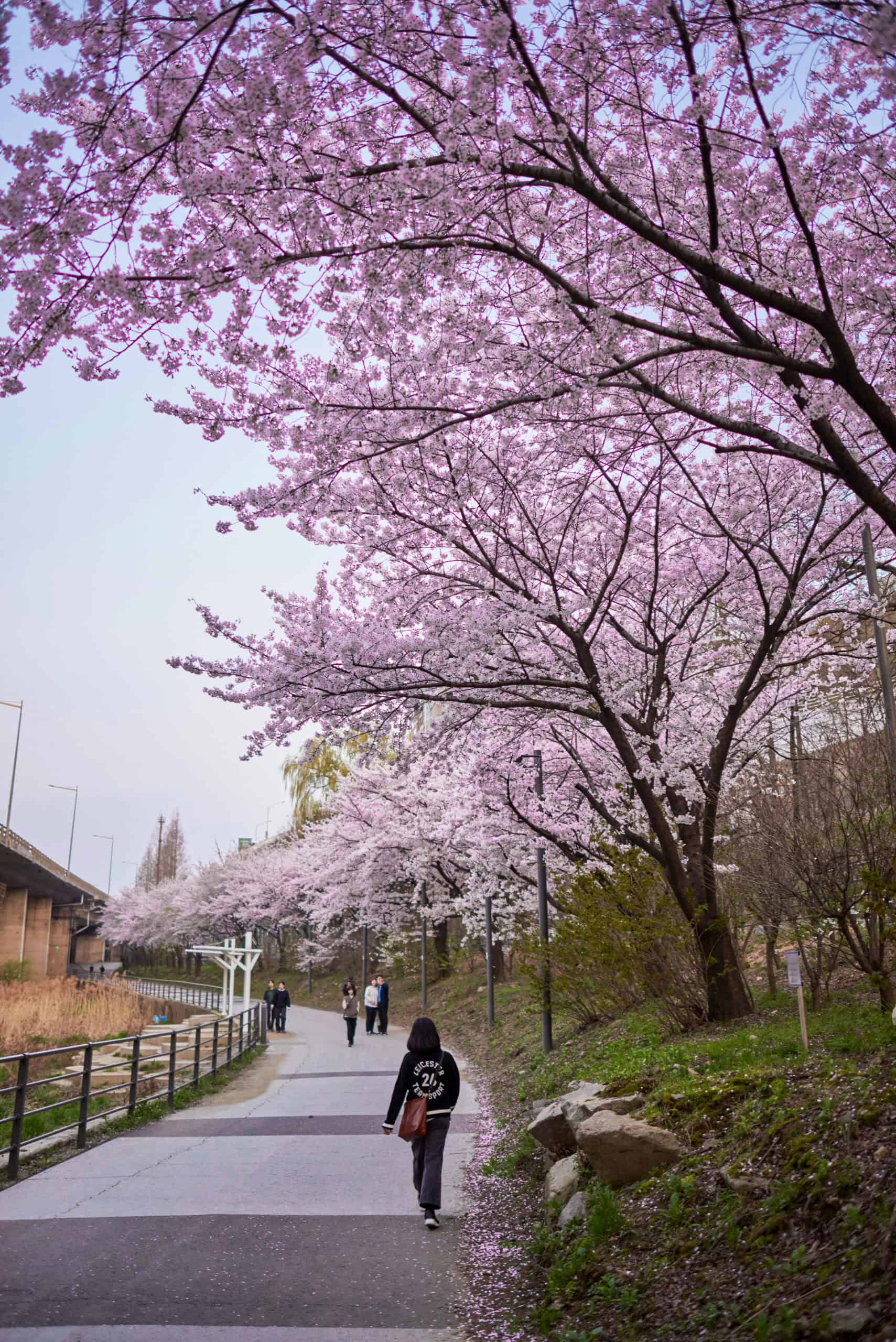 Korea in Spring | Weather, Cherry Blossoms, 10 Festivals | Your Local's ...
